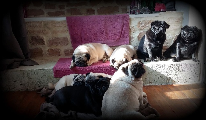 Accueil - Elevage Du Val D'hermès - eleveur de chiens Carlin